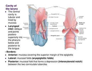 larynx.pdf