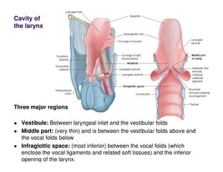larynx.pdf