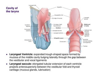 larynx.pdf