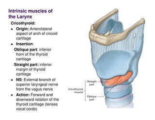 larynx.pdf