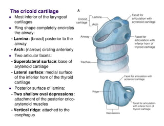 larynx.pdf