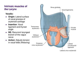 larynx.pdf