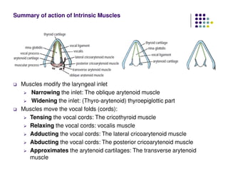 larynx.pdf