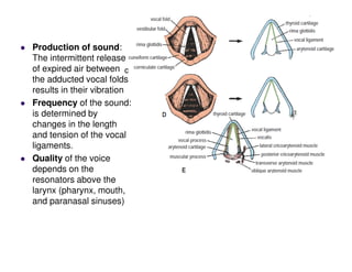 larynx.pdf