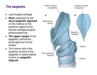 larynx.pdf