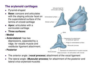 larynx.pdf