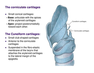 larynx.pdf