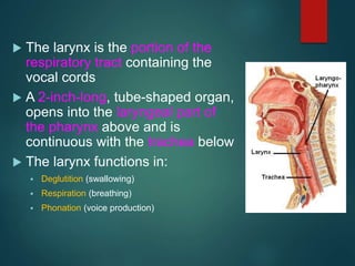 LARYNX.pptx