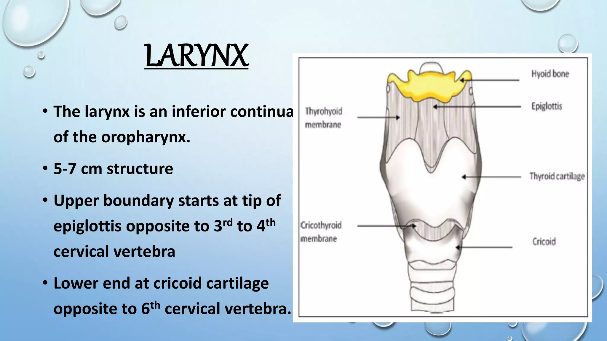 LARYNX.pptx | Thyroid Disorders | Endocrine and Metabolic Diseases