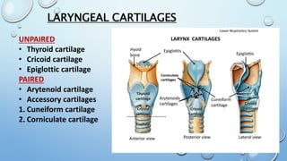 LARYNX.pptx