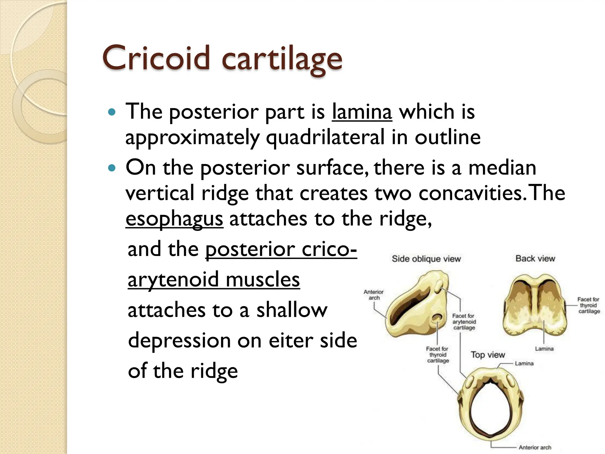 Anatomy of larynx(cartilages, joints, membranes and ligaments).pdf