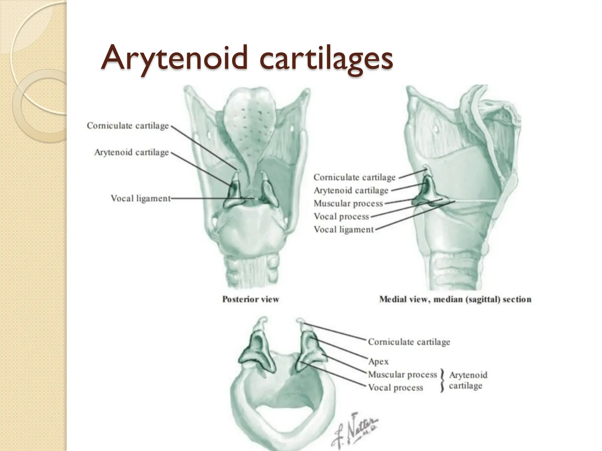 Anatomy of larynx(cartilages, joints, membranes and ligaments).pdf