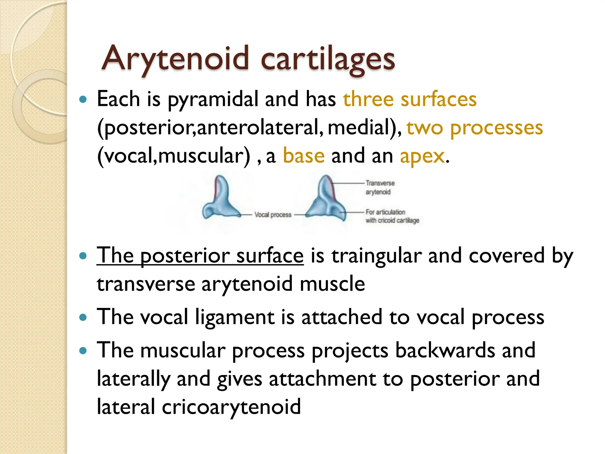 Anatomy of larynx(cartilages, joints, membranes and ligaments).pdf