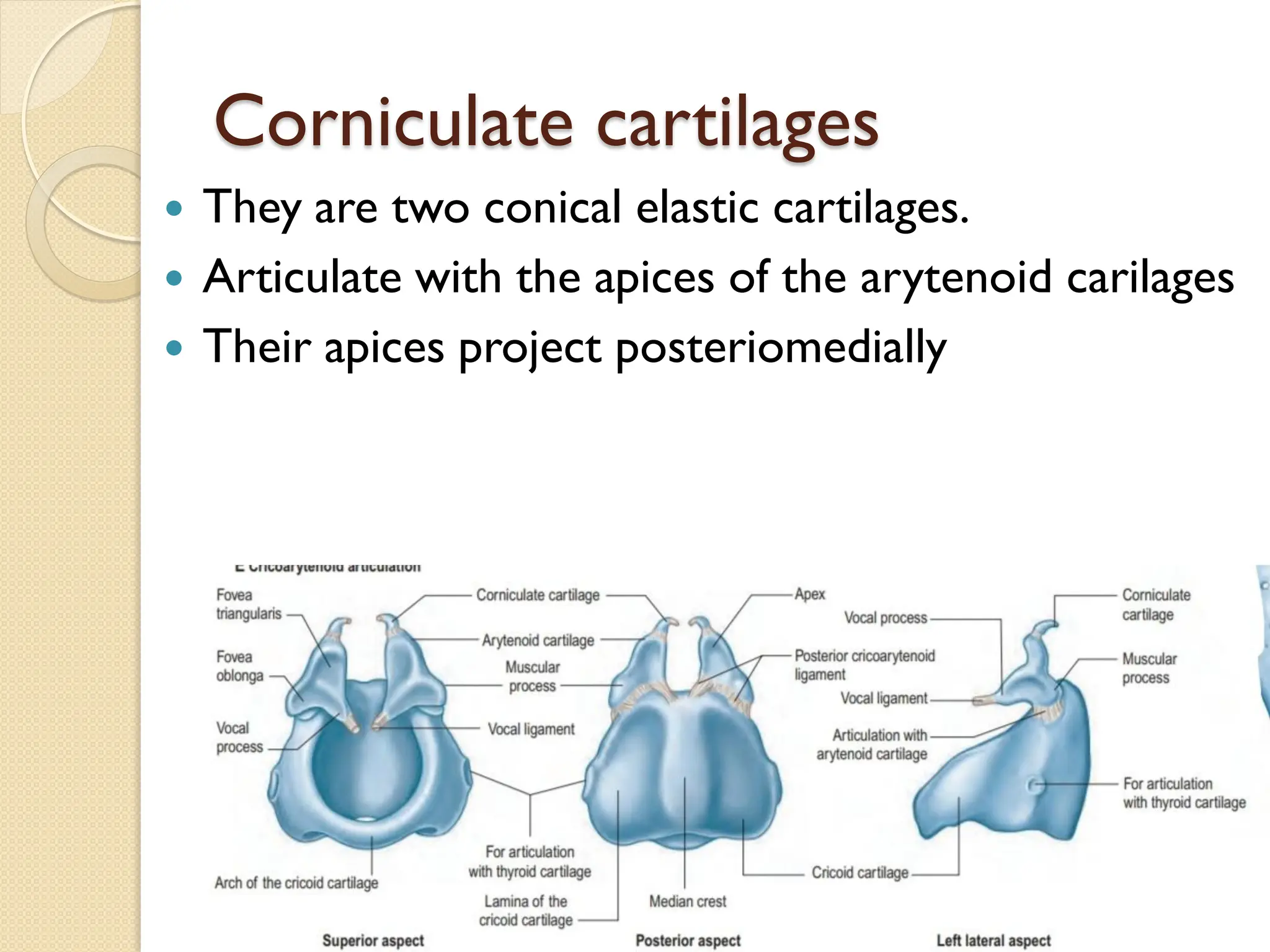 Anatomy of larynx(cartilages, joints, membranes and ligaments).pdf