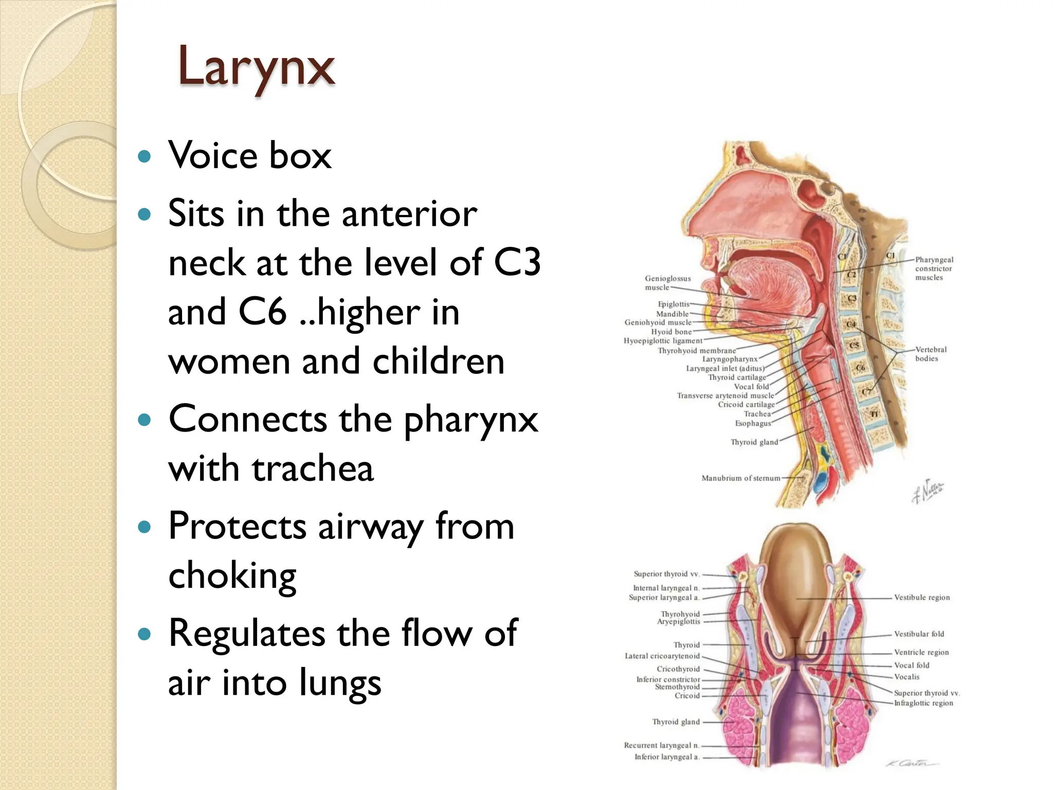 Anatomy of larynx(cartilages, joints, membranes and ligaments).pdf