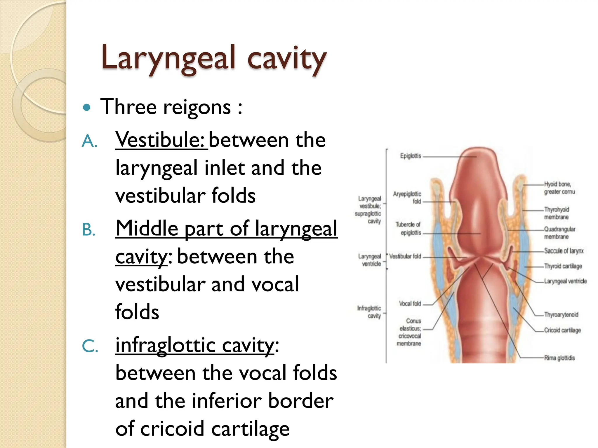 Anatomy of larynx(cartilages, joints, membranes and ligaments).pdf