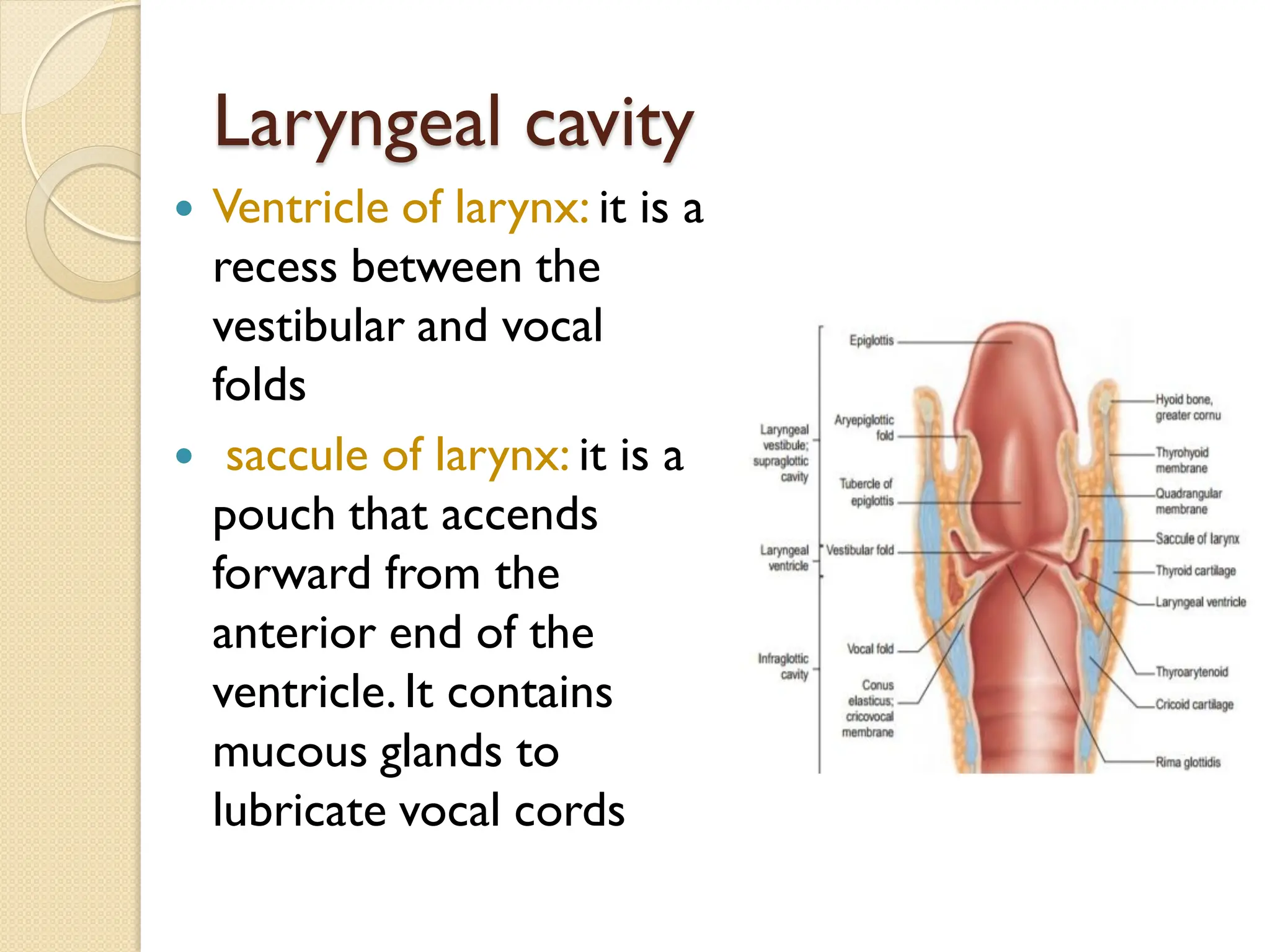Anatomy of larynx(cartilages, joints, membranes and ligaments).pdf