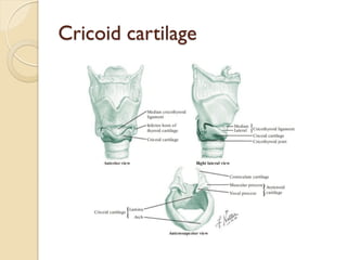 Anatomy of larynx(cartilages, joints, membranes and ligaments).pdf