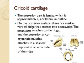 Anatomy of larynx(cartilages, joints, membranes and ligaments).pdf