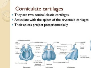 Anatomy of larynx(cartilages, joints, membranes and ligaments).pdf ...