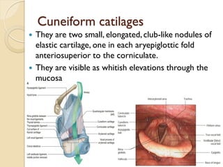 Anatomy of larynx(cartilages, joints, membranes and ligaments).pdf ...