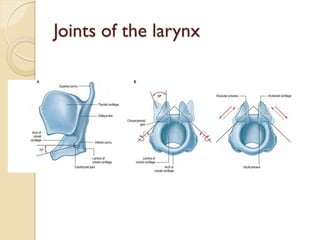 Anatomy of larynx(cartilages, joints, membranes and ligaments).pdf ...
