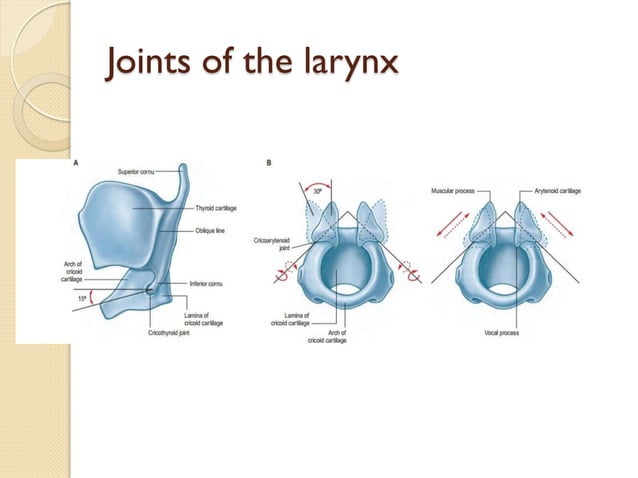 Anatomy of larynx(cartilages, joints, membranes and ligaments).pdf ...