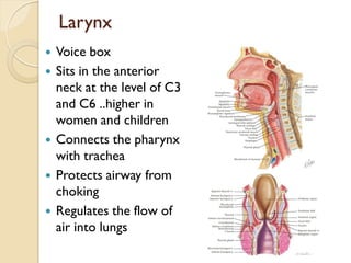 Anatomy of larynx(cartilages, joints, membranes and ligaments).pdf ...
