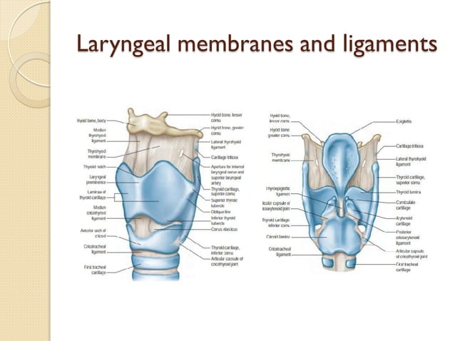 Anatomy of larynx(cartilages, joints, membranes and ligaments).pdf | Thyroid Disorders ...