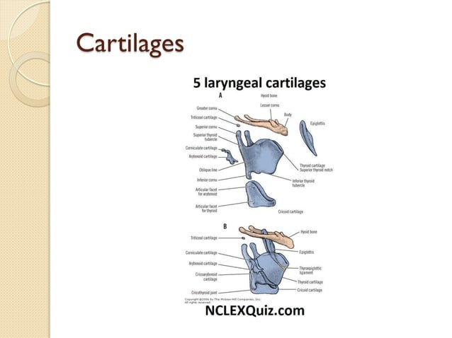 Anatomy of larynx(cartilages, joints, membranes and ligaments).pdf ...