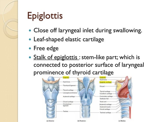 Anatomy of larynx(cartilages, joints, membranes and ligaments).pdf ...