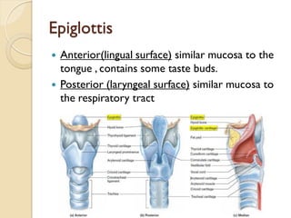 Anatomy of larynx(cartilages, joints, membranes and ligaments).pdf ...