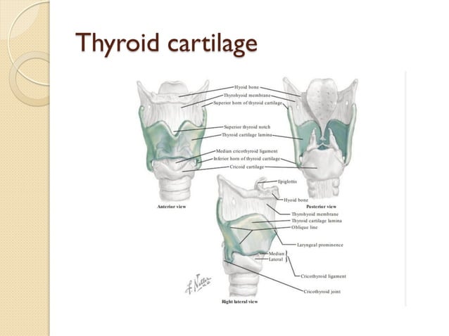 Anatomy of larynx(cartilages, joints, membranes and ligaments).pdf ...