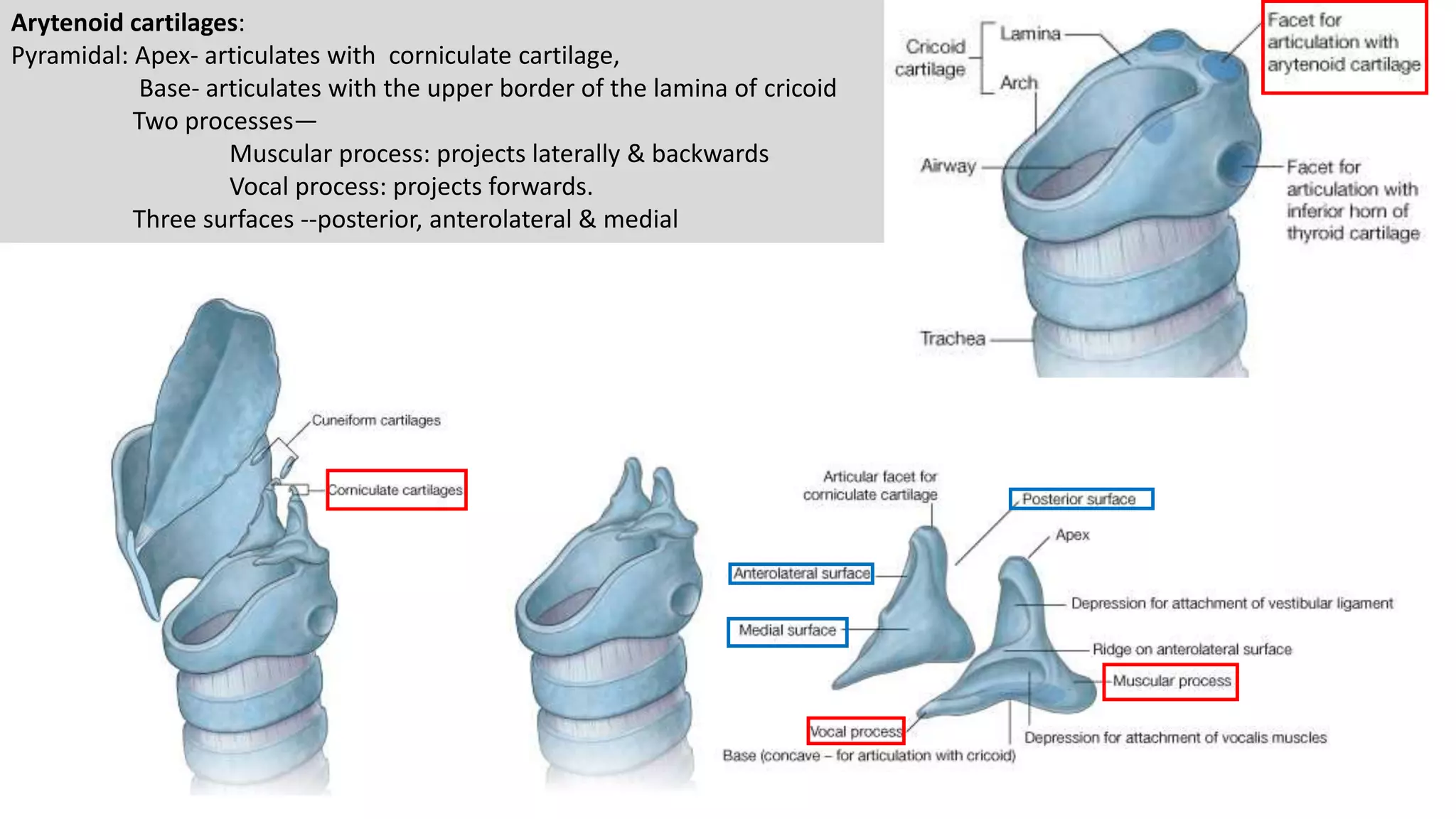 Larynx | PPTX