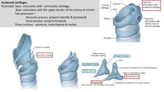 Larynx | PPTX