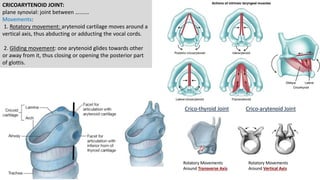 Larynx | PPTX