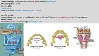 Larynx | PPTX