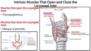 Larynx-II.pdf
