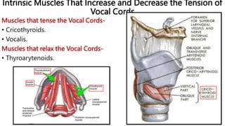 Larynx-II.pdf