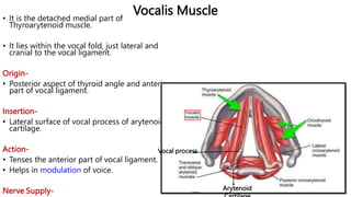 Larynx-II.pdf