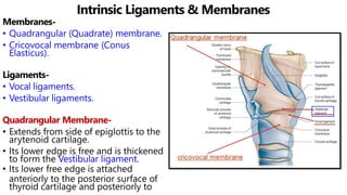 Larynx-II.pptx | Thyroid Disorders | Endocrine and Metabolic Diseases