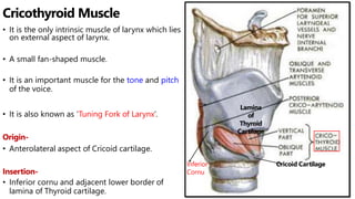 Larynx-II.pptx
