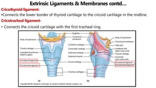 Larynx-II.pptx