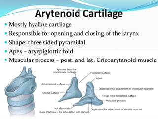 Arytenoid Cartilage Muscular Process