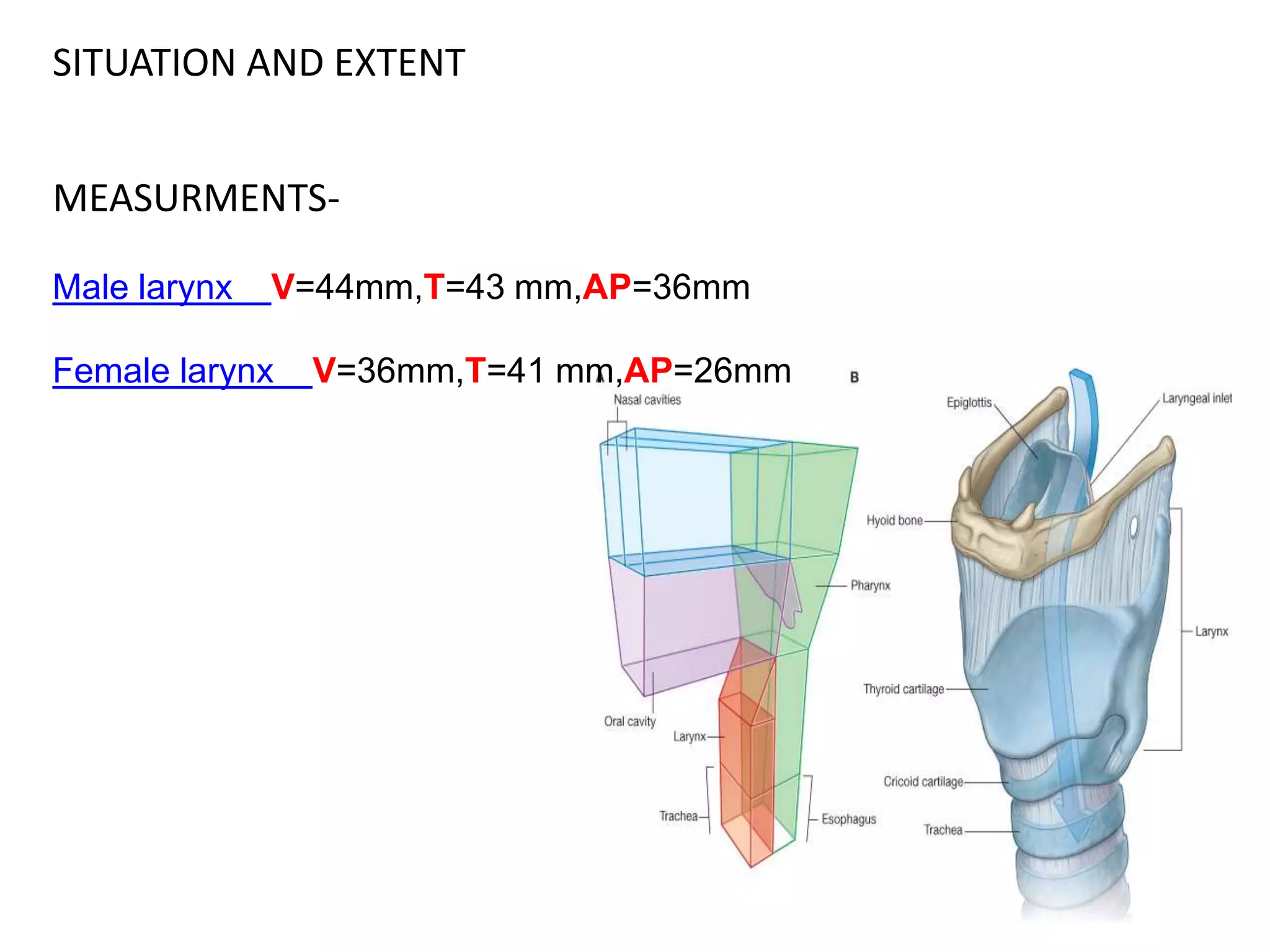 Larynx | PPTX