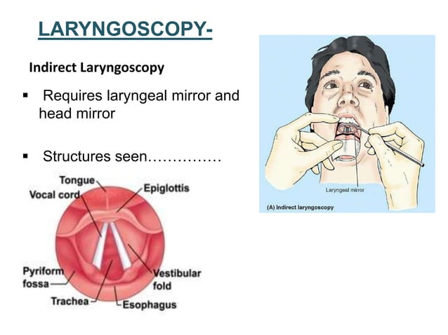 Larynx | PPTX | Thyroid Disorders | Endocrine and Metabolic Diseases