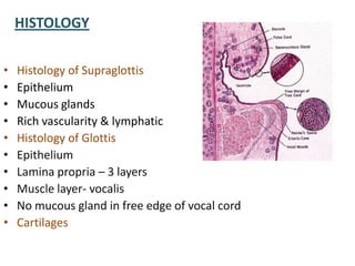 Vocal Cord Histology