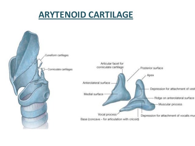 Larynx