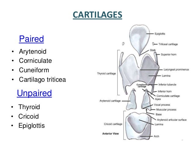 Corniculate Cartilage Dissection