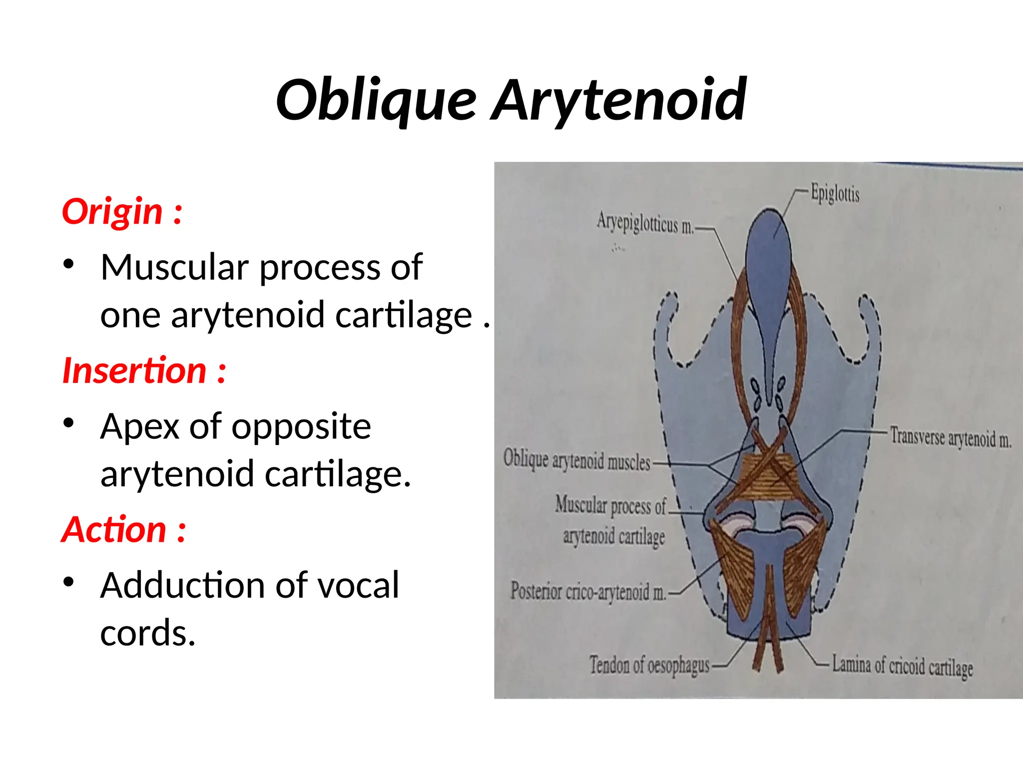 larynx skeleton interior A&N supply1 & 2-1.pptx